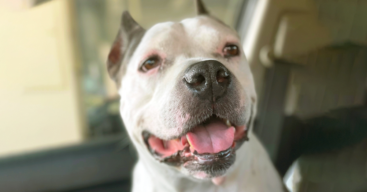 6 Money Saving Tips for Dog Parents | TD Stories | TD Stories