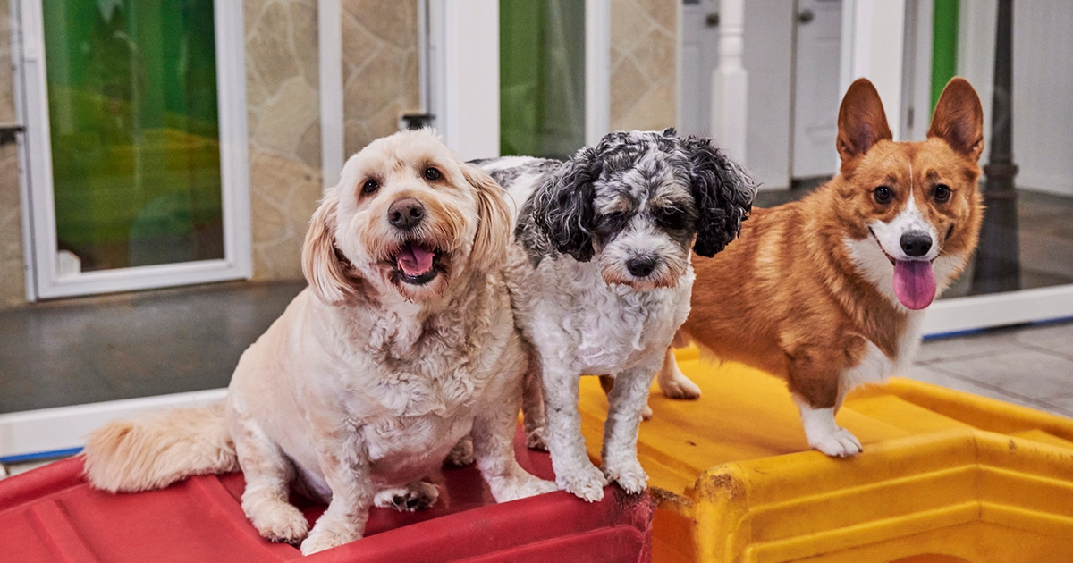 Get the Scoop on What You Need to Know About Doggy Daycare | TD Stories