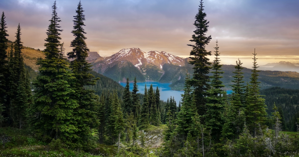 7 trees to celebrate TD Tree Days 2025 | TD Stories